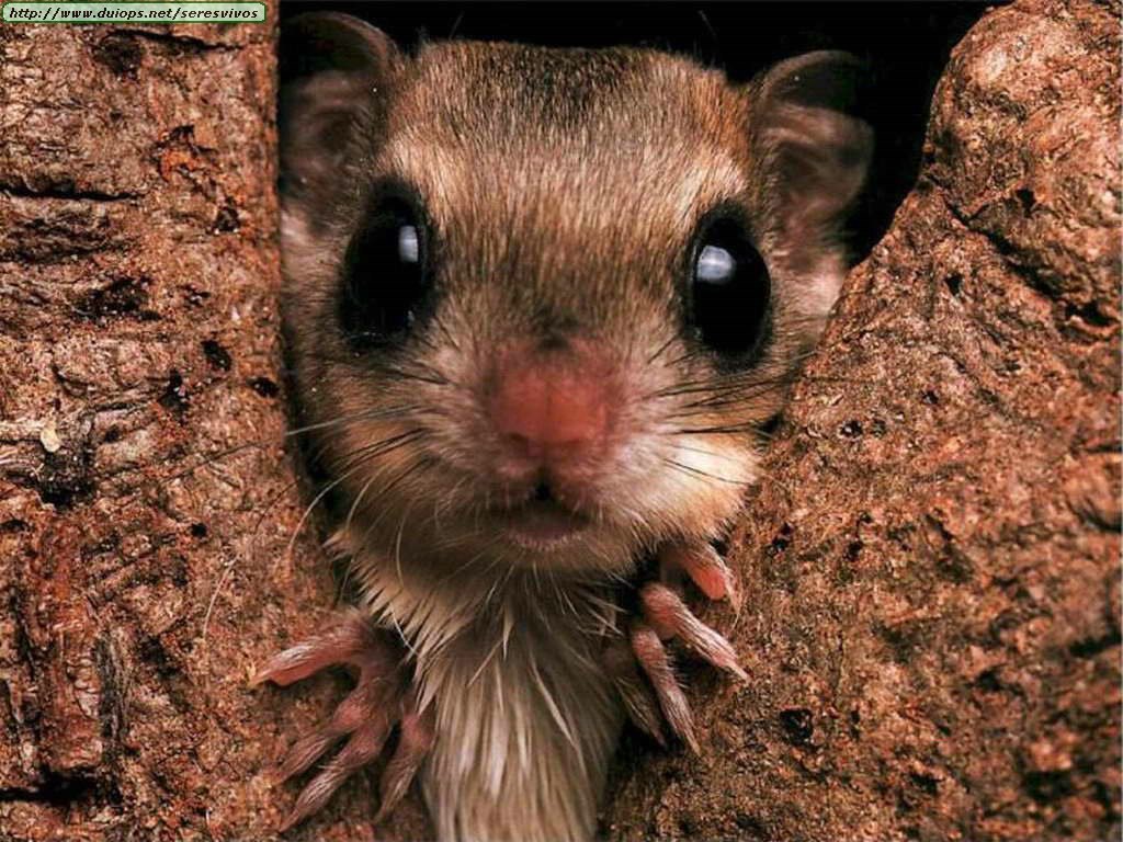 Squirreldom Philosophy: La ardilla / Білка