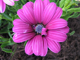 Bird's Eye View: Flowers, flowers, flowers....