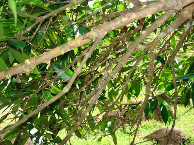 PLANTAR & CULTIVAR: CAMBUCÁ