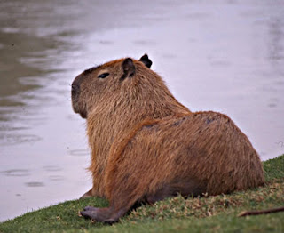 Animales En Via De Extincion