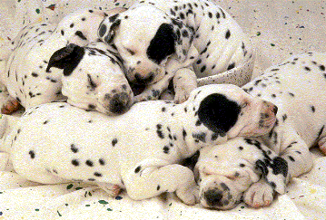 la reproduccion de todos: La reproducción de los perros