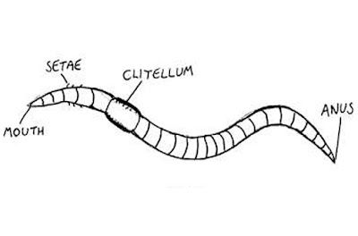 Earthworm Dissection