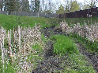 Redmond Neighborhood Blog: Maintenance To Avondale Bio-swale Improves ...