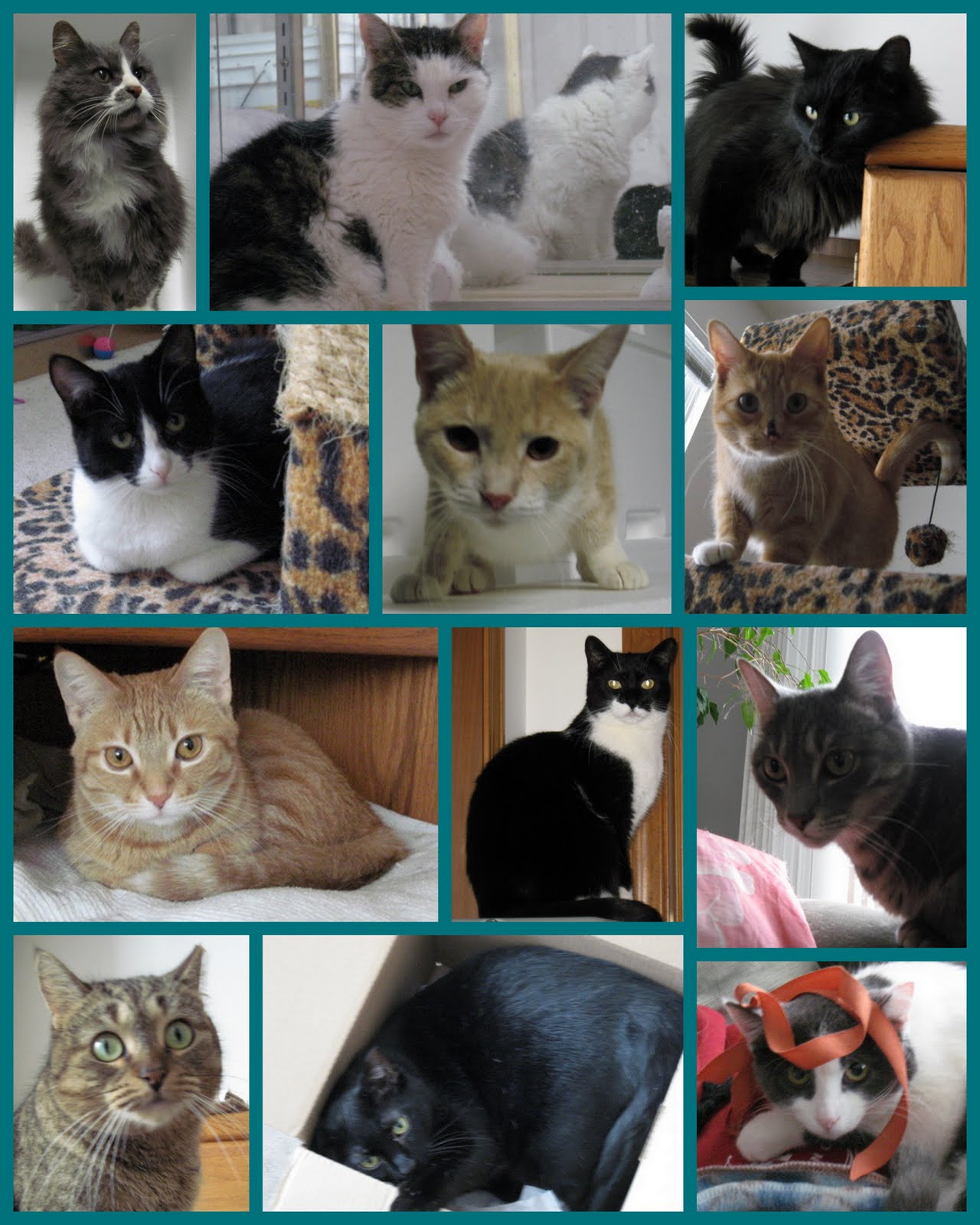 Adoption Day Event – Saturday – November 28th | Carol's Ferals