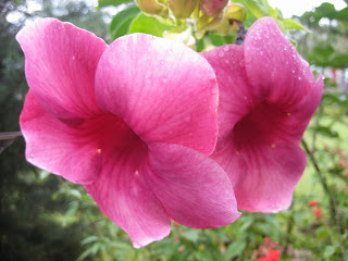 Peace Corps Cameroon: Photos-Flora and Fauna of Cameroon