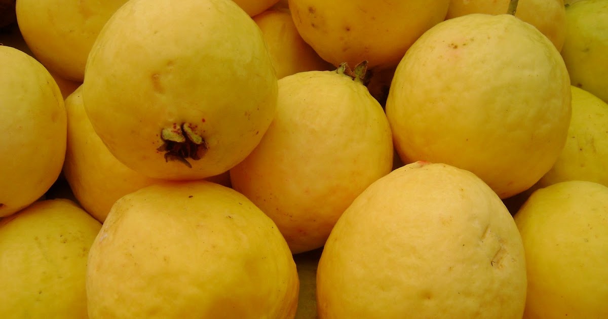 JARDIN DE LA SALUD PLANTAS MEDICINALES: GUAYABA. Psidium guajava L.