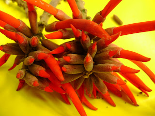 JARDIN DE LA SALUD PLANTAS MEDICINALES: GUISADO O CARNE VEGETARIANA CON ...