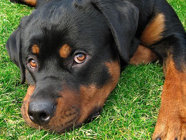 Rottweiler Dog Breed Photos | Dog Pictures Online