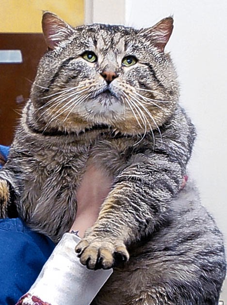 The IPKat: Fat cats feel the squeeze? Pharma's lean time in Europe