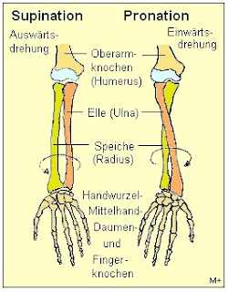 Anatomy: Elle - Speiche