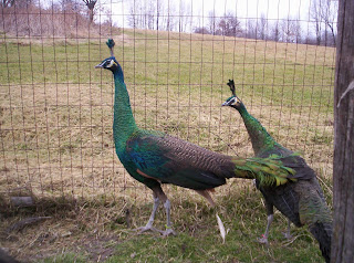 And I Think to Myself...What A Wonderful World.: Creature Feature: Java ...