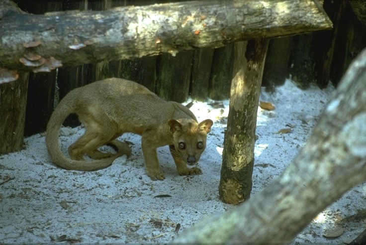 And I Think to Myself...What A Wonderful World.: Creature Feature: Fossa.