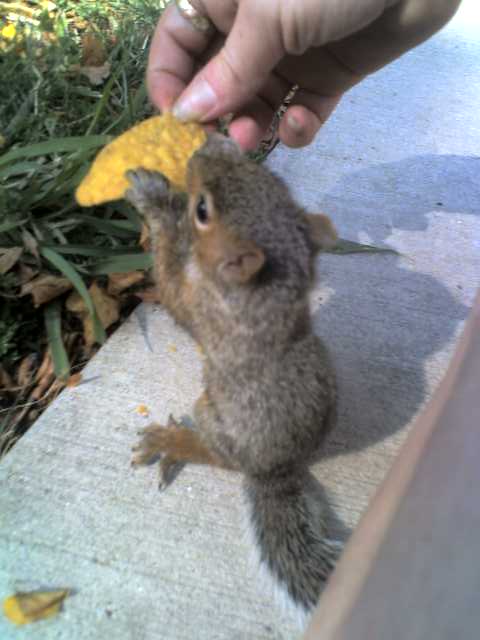 Steroid Squirrel