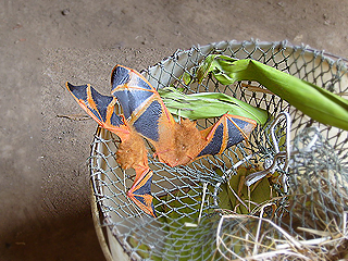 And I Think to Myself...What A Wonderful World.: Creature Feature ...