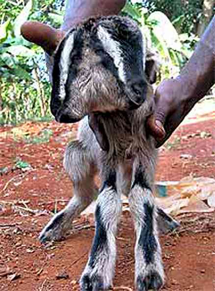 And I Think to Myself...What A Wonderful World.: The Human Freak ...