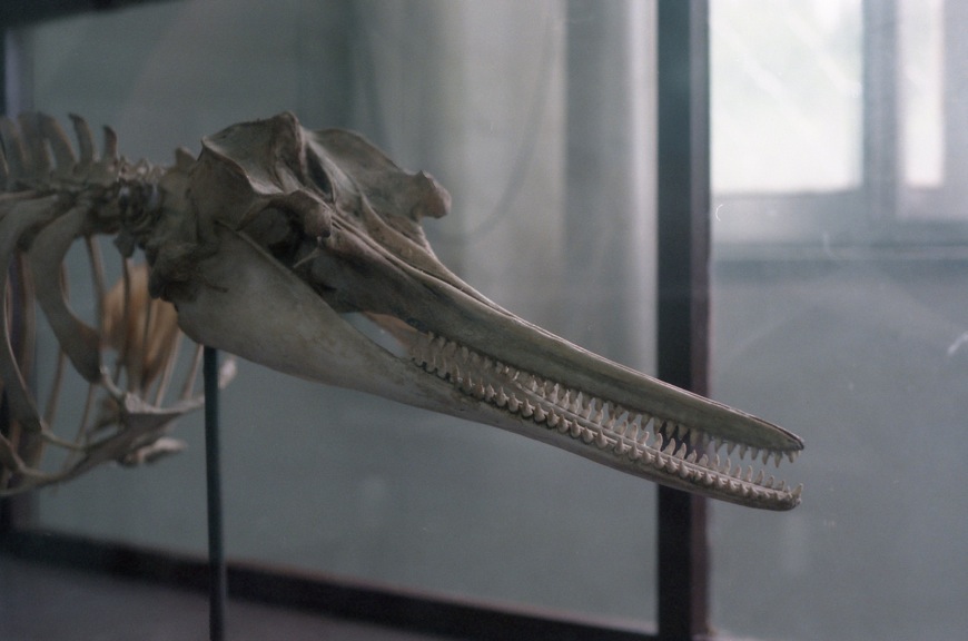 And I Think to Myself...What A Wonderful World.: Creature Feature: Gharial.