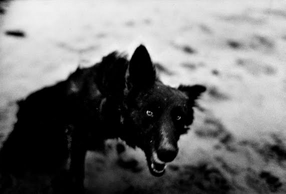 [E.O.M.S.]: Love is a dog from hell