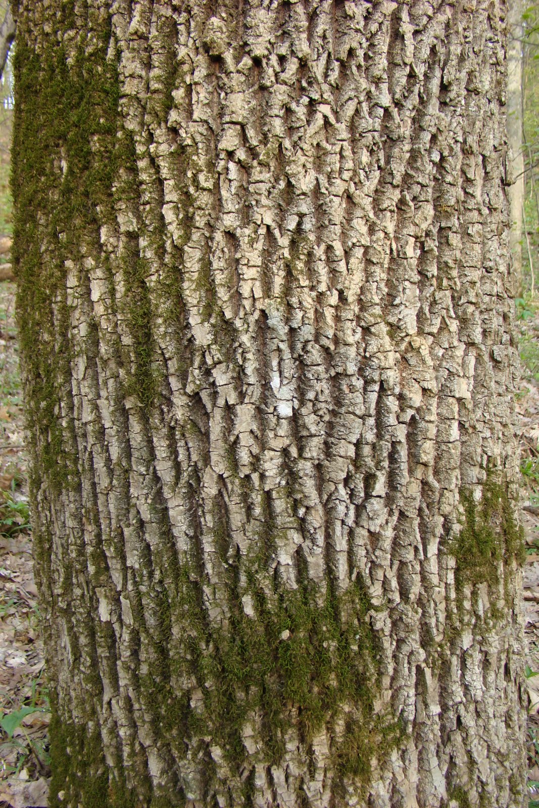 birdy words & whims: Learning some of Wisconsin's trees by bark