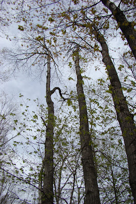 birdy words & whims: Learning some of Wisconsin's trees by bark