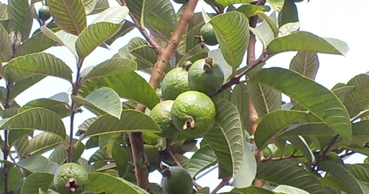 As Árvores do Brasil: Goiabeira-Psidium guajava