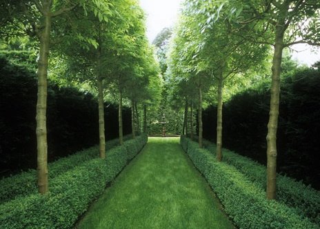 Willowbrook Park: The Pleached Lime walk and the Copper Beech glade...