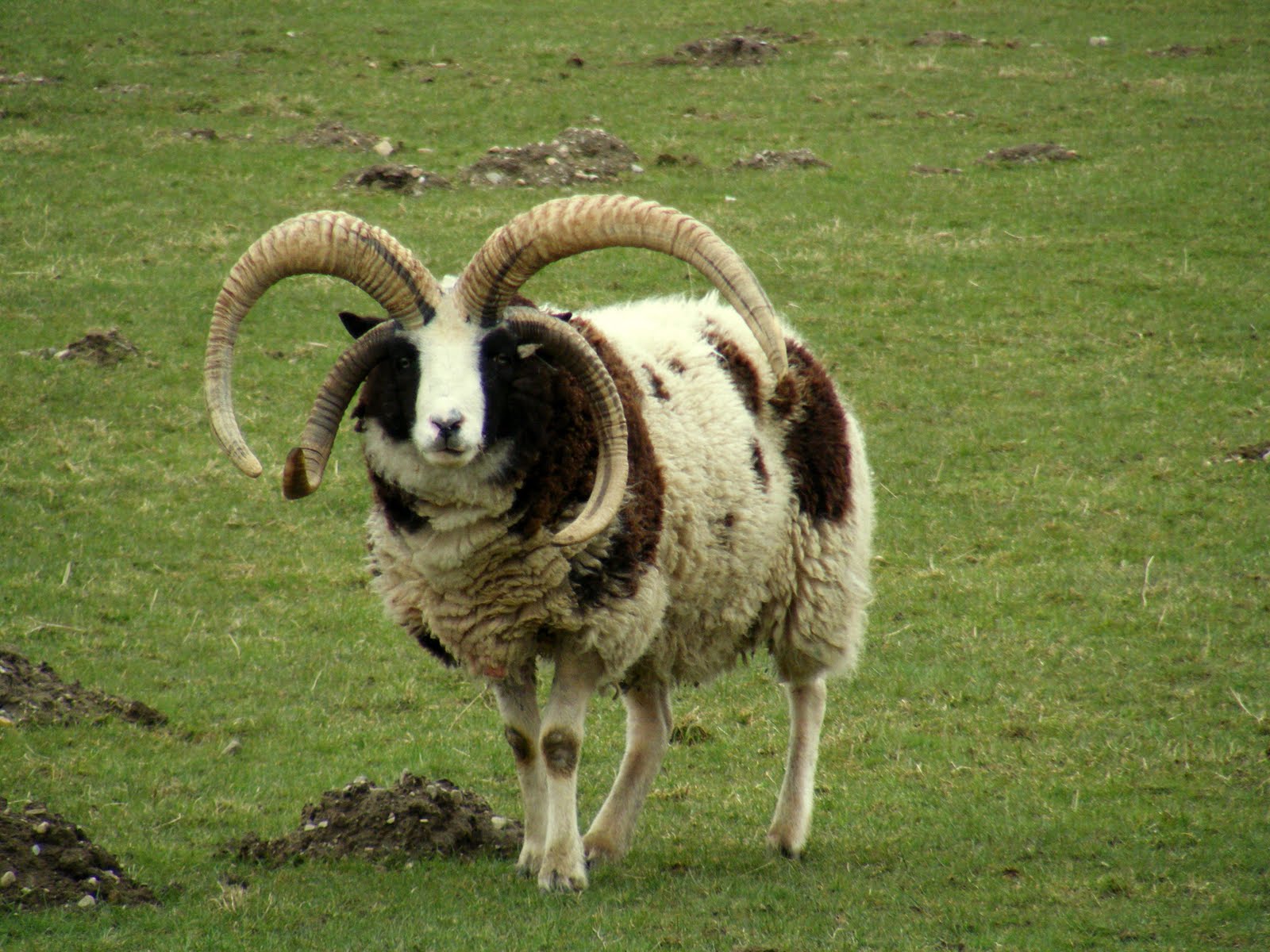 Willowbrook Park: Jacob's Sheep and Charlecote Park...