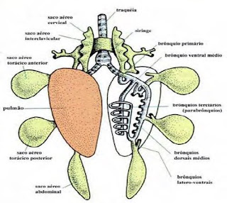 Aves - A vida aérea