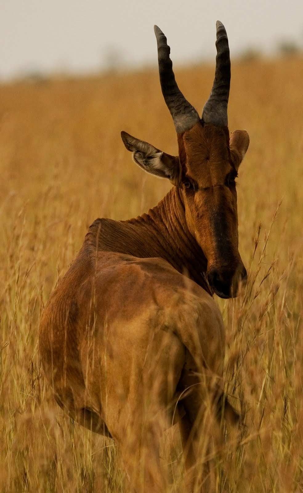 obtuseworks: Uganda and Rwanda 2009