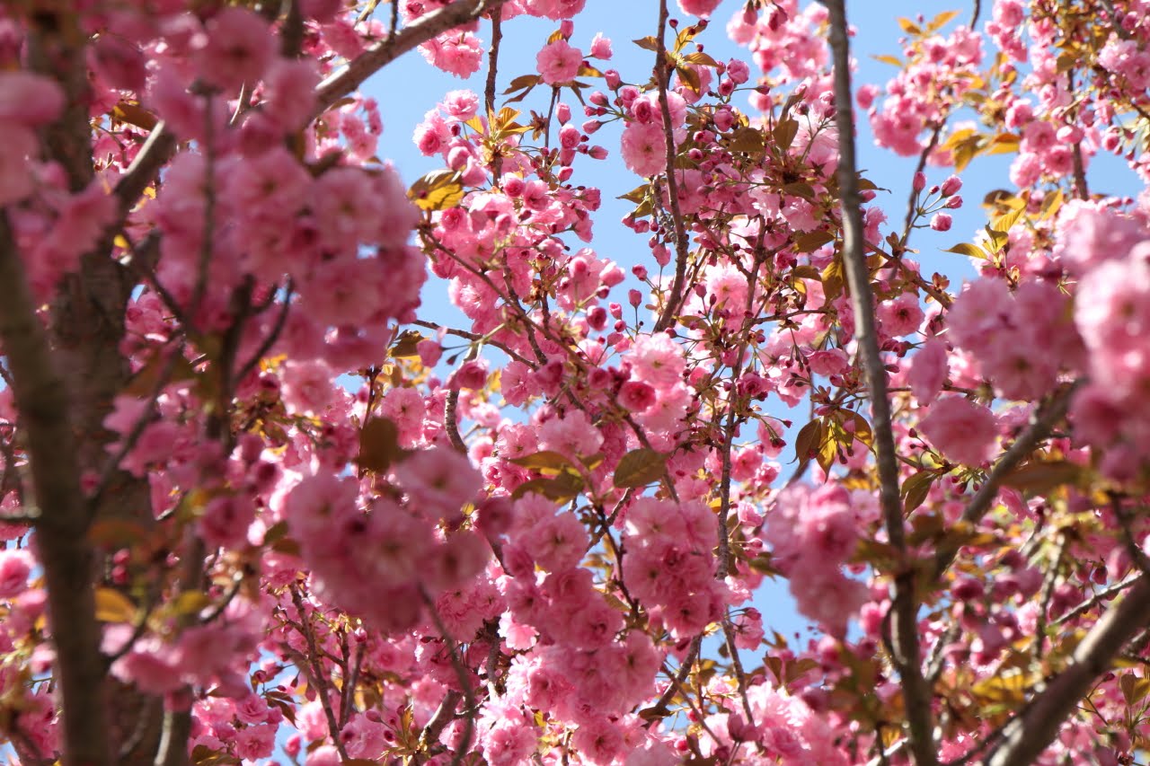 FrameBoston: ウェイサイド・インで昼食（Lunch at Historic Wayside Inn）