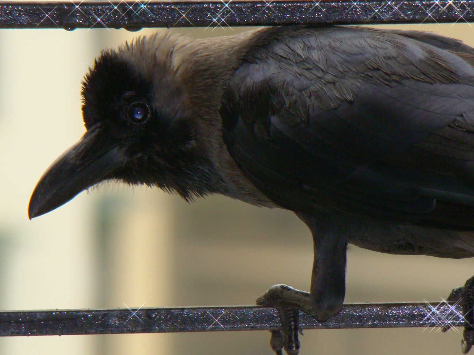 Random Photo Blog: The Crow
