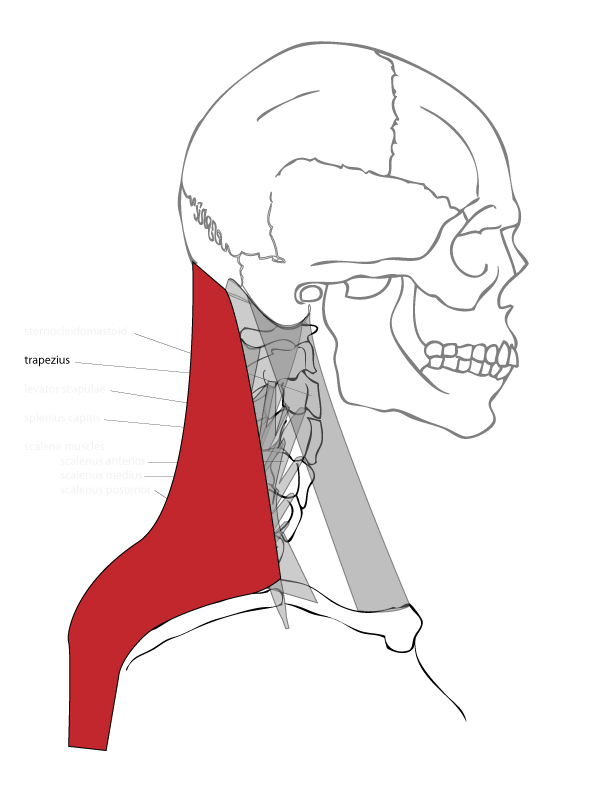 Back Of Neck Anatomy Diagram / Human Head Back Side Female Head Muscles ...