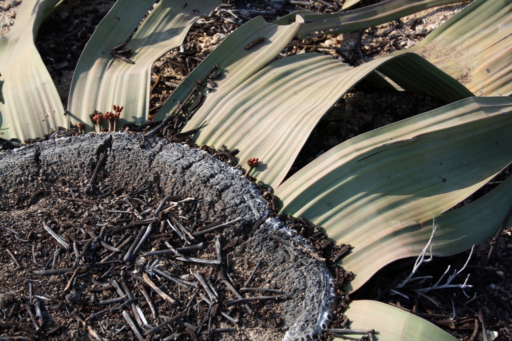 Das plantas e das pessoas: Welwitschia mirabilis subsp. mirabilis ...