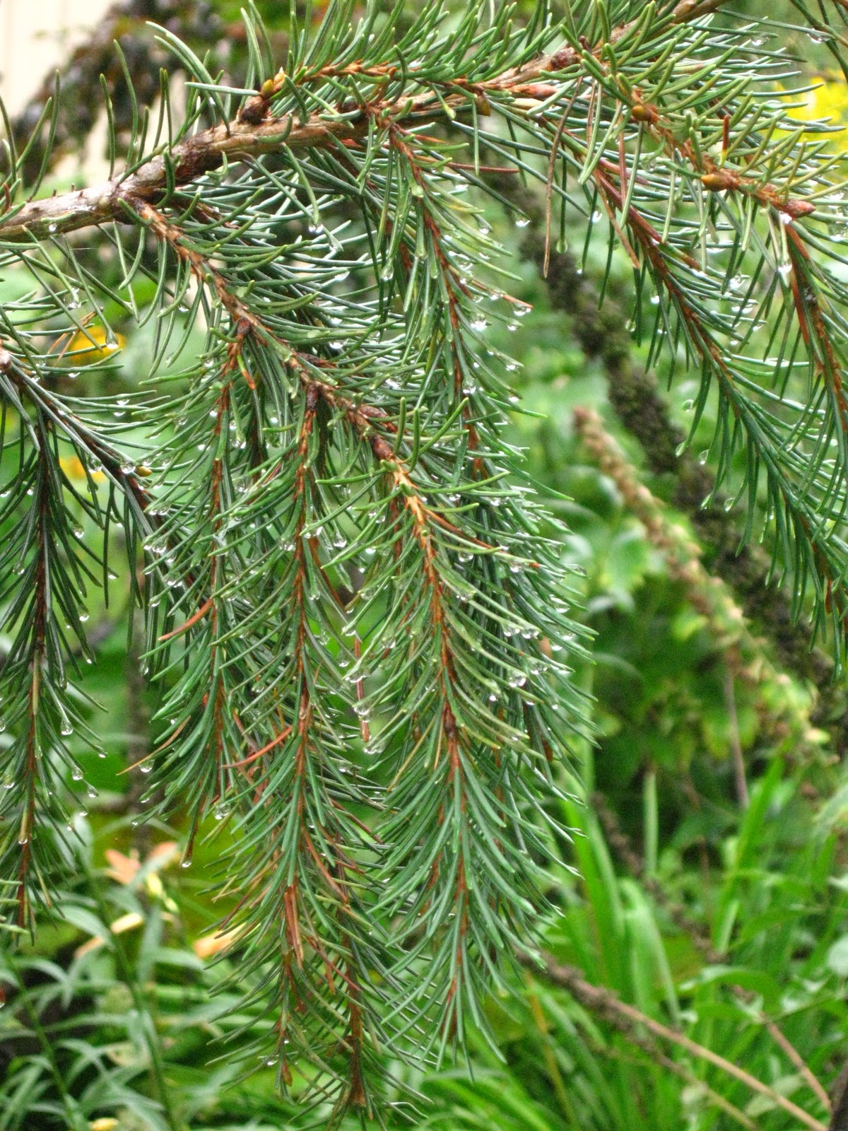 Blomsterbo: granar...