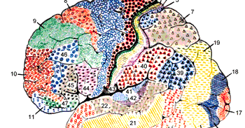 Talking Brains: Brodmann's Map -- 101 years old
