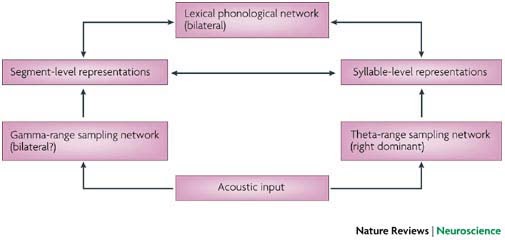 Talking Brains: Phonemic segmentation in speech perception -- what's ...