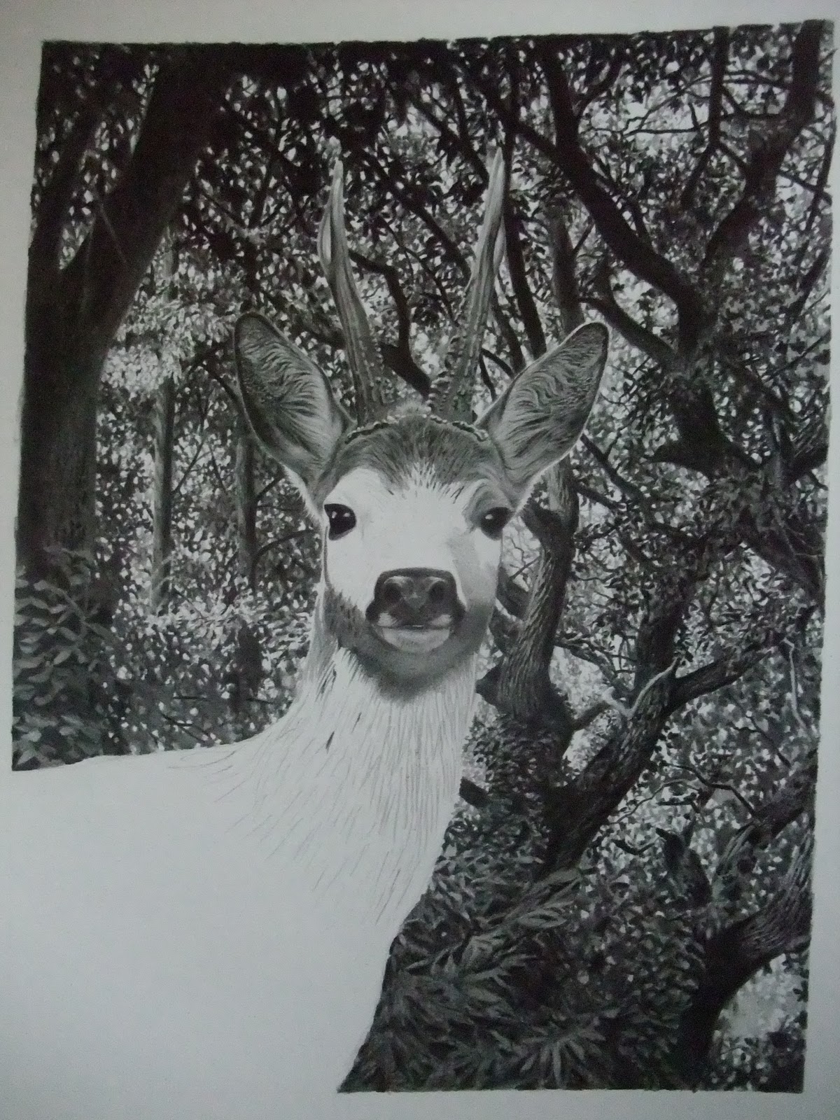 Antoine Roquain Dessin Animalier, Wildlife Pencil Art: Portrait de ...