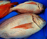 PESCA AÇORES - ILHA GRACIOSA: Pesca Açores "Pesca do Pargo" na Graciosa