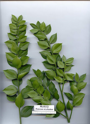 La Flora en España: Rusco