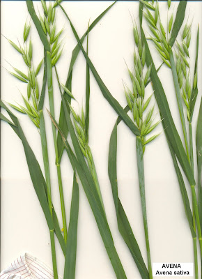 La Flora en España: Avena