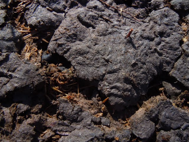 2010/2011 Winter Wetlands Tour: Okefenokee Peat ... Swamp or Bog?