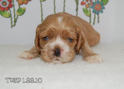 Moondrop Gardens Cocker Spaniels: Puppies 2 Weeks Old