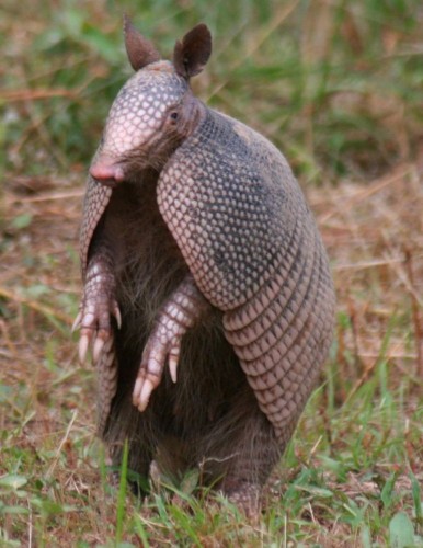 Internet Creatures Standing Armadillo internet-creatures-standing-armadillo