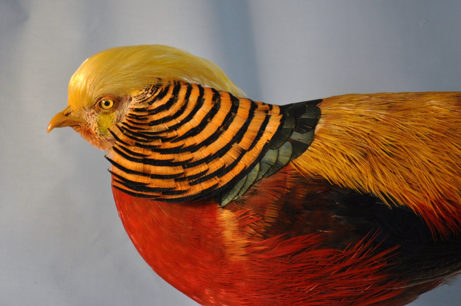 WildFowl Artistry: Red Golden Pheasant Rooster