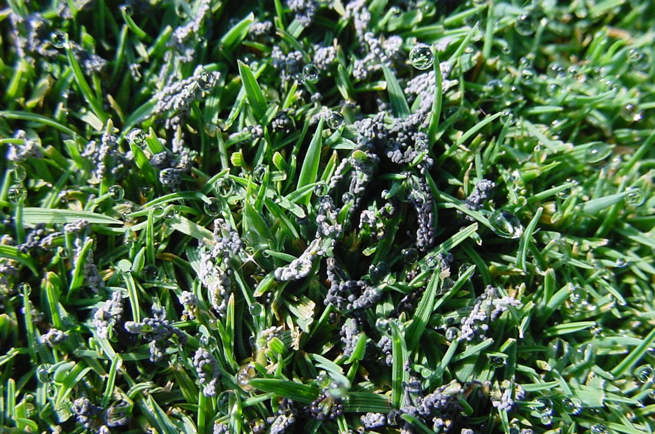 Slime Mold | Naperville Country Club Green Department