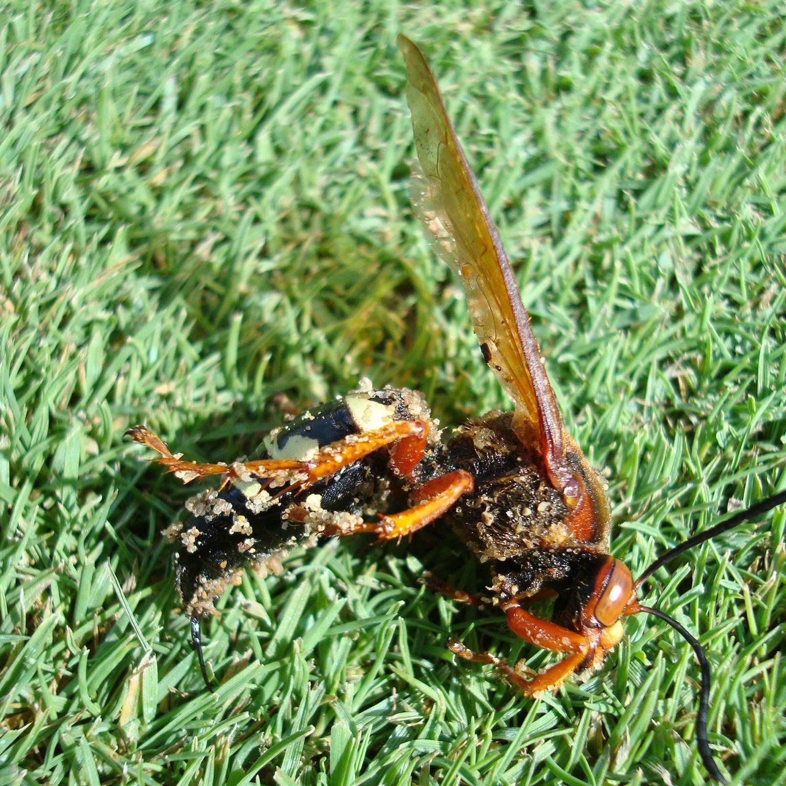 Cicada Killer Wasps | Naperville Country Club Green Department
