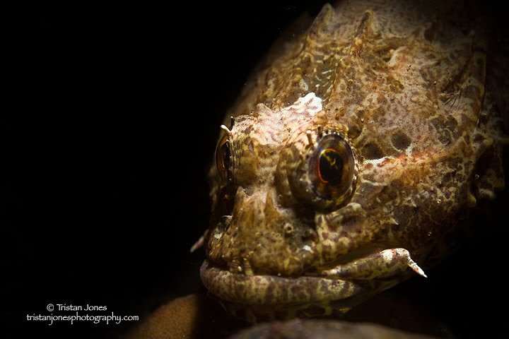 Tristan Jones Photography: Underwater Snoot, Selsey Pier