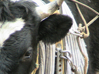 My First Ox - Adventures in Draft Animal Training — LiveJournal