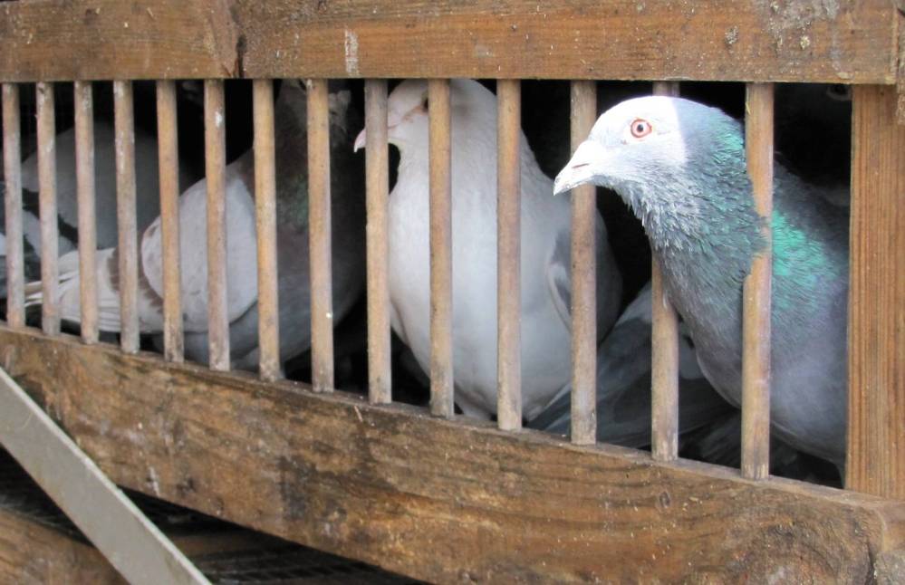 Grandma P's Ramblings Through Life: Pigeon Fancying