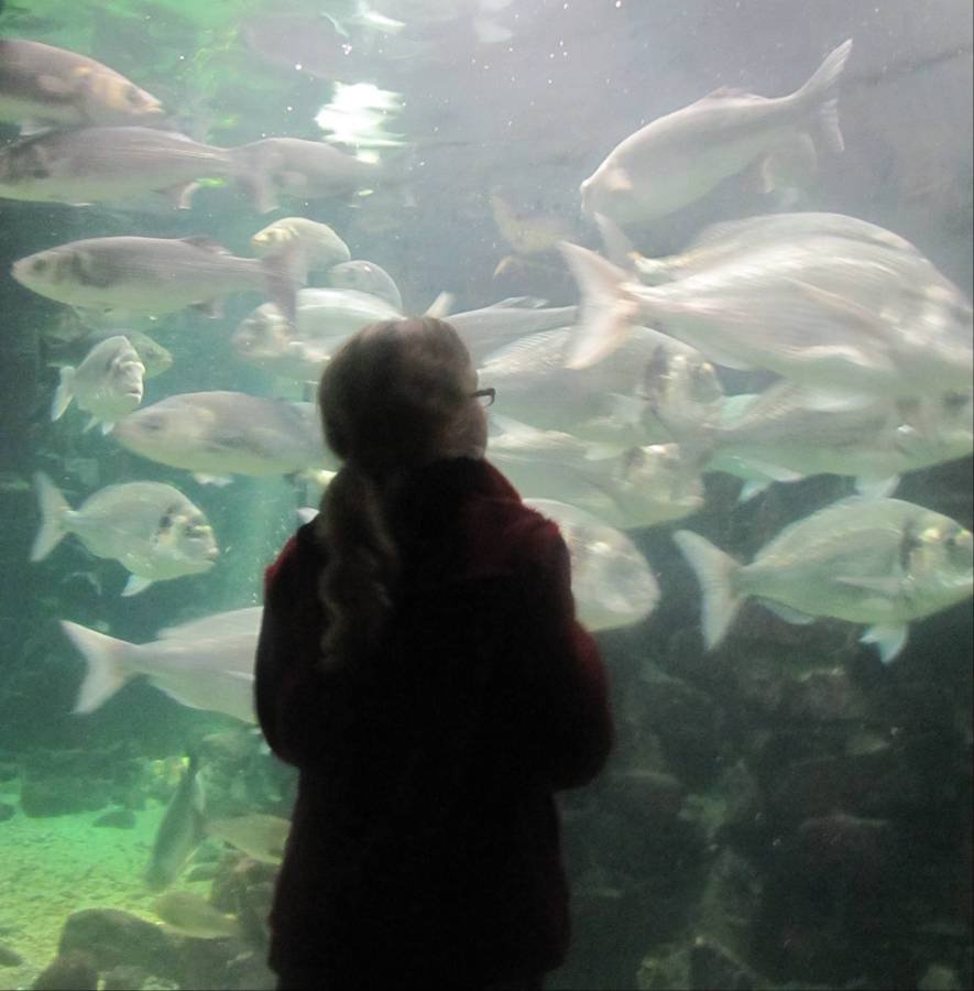 Grandma P's Ramblings Through Life: Anglesey Sea Zoo