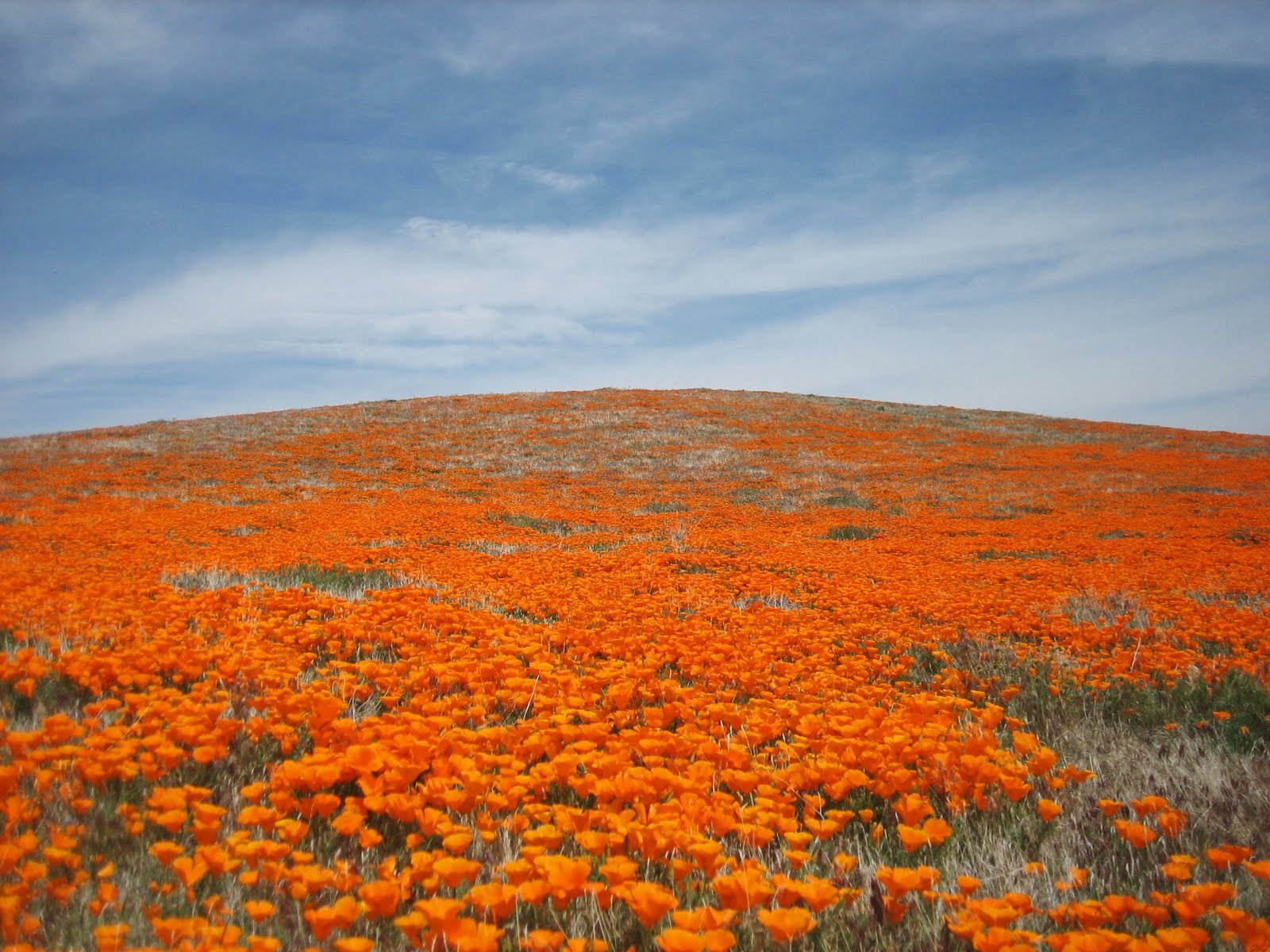 L.A. Places: Antelope Valley Poppy Reserve